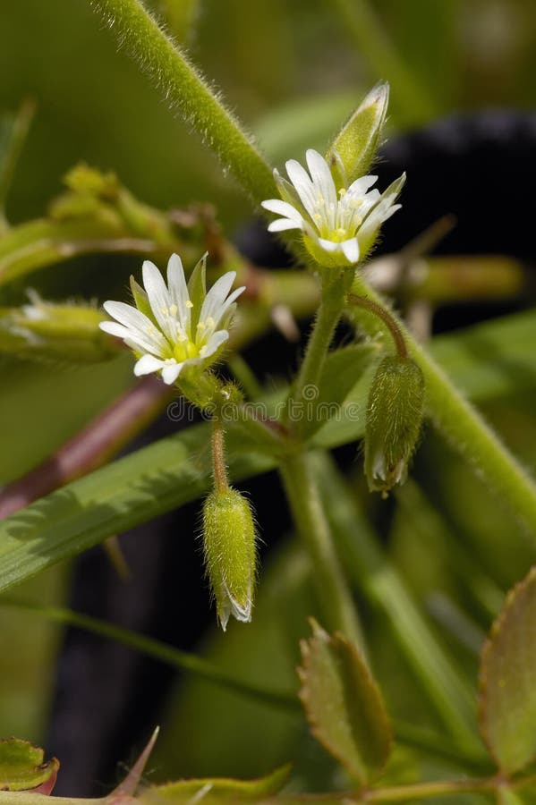 Common Mouse Ear Flowers or Chickweed. Stock Photo - Image of flowers ...