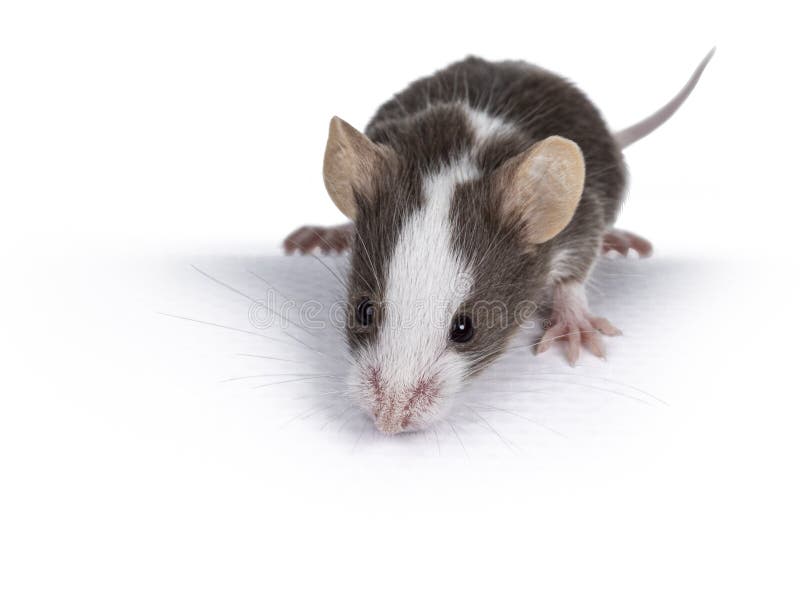 Common Mouse on White Background Stock Image - Image of animal ...