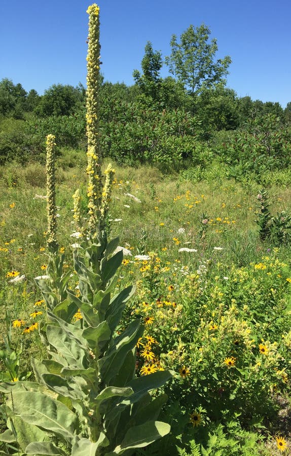 Common Mullein by the Roadside Stock Image - Image of medicinal, torch ...