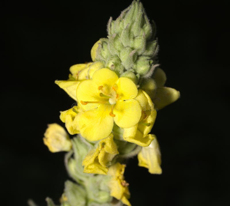 Common mullein stock photo. Image of bloom, yellow, common - 121986786