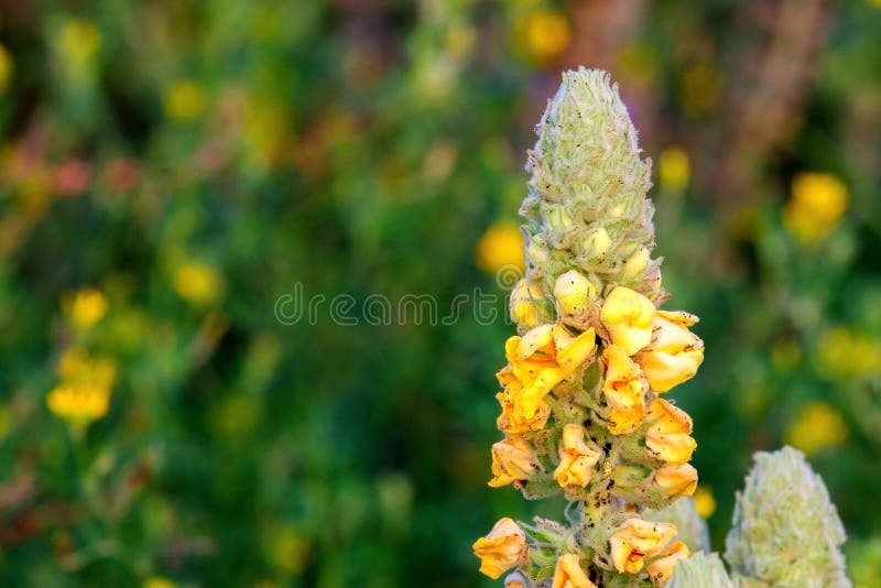 Common Mullein or Verbascum Thapsus Flower. Low Depth of Field Photo ...