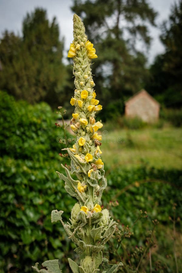 Common Mullin Flower Stalk a Species of Verbascum Stock Photo - Image ...
