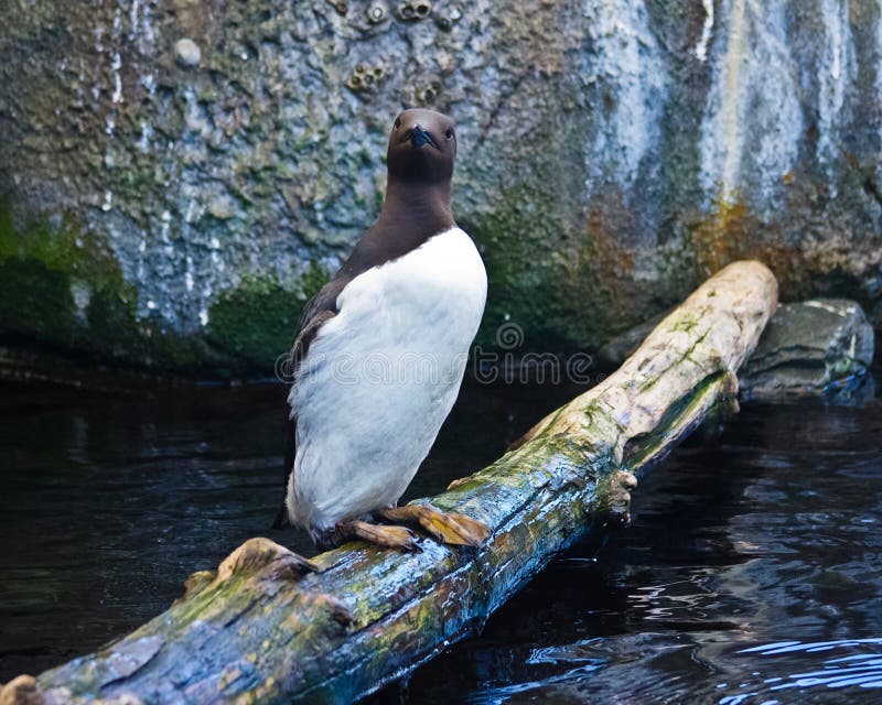 Common Murre stock image. Image of aalge, polar, tourism - 21086505