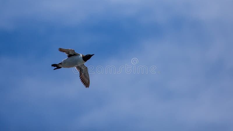 Common Murre flying stock image. Image of places, wildlife - 52071305