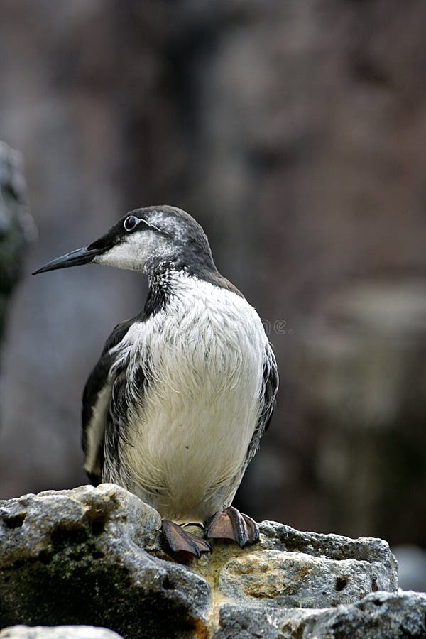 Common murre (Uria aalge) stock image. Image of vertebrata - 612269