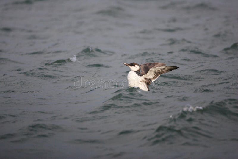 Common Murre stock image. Image of uria, asian, bird - 41342773