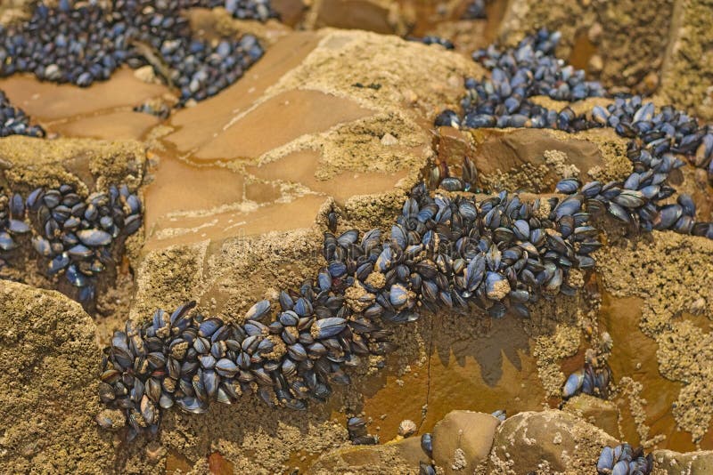 Common mussels on rock stock photo. Image of brown, beach - 102493574