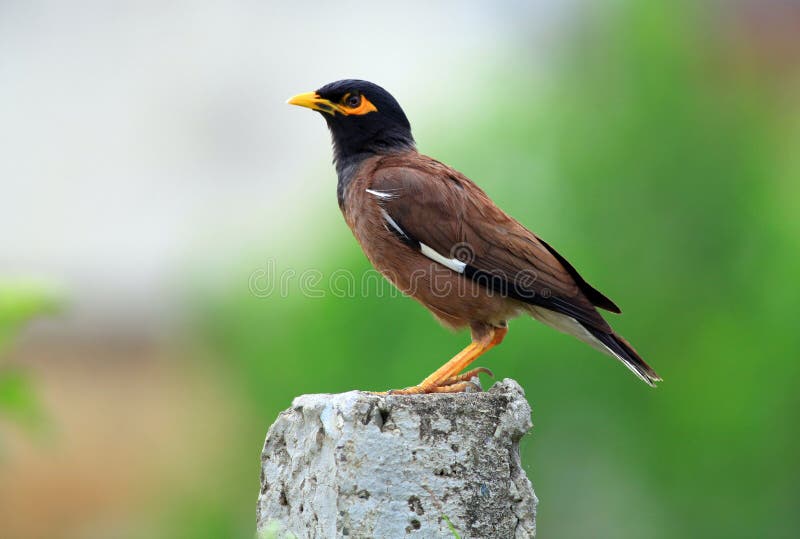 Common myna stock photo. Image of colour, avian, fangs - 15395018