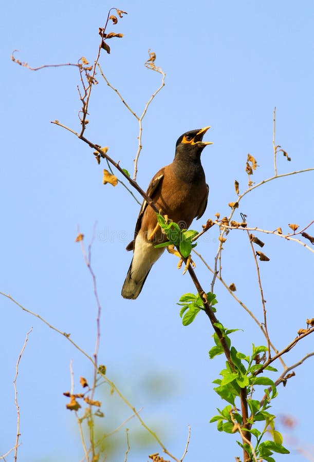 Common myna stock photo. Image of yellow, beak, nature - 19720826
