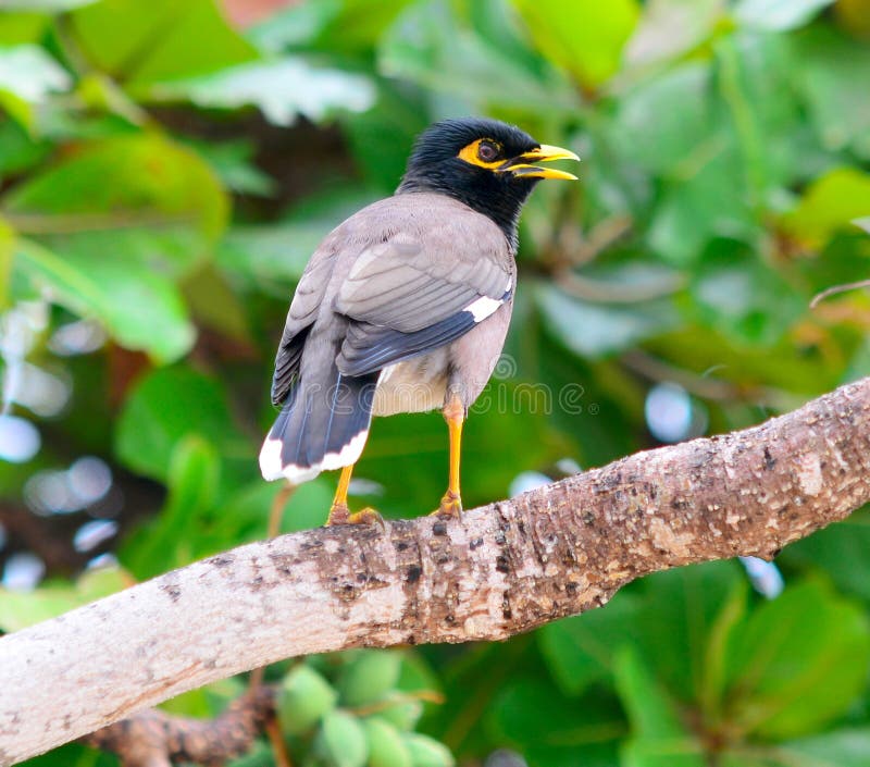 Common myna stock photo. Image of background, houe, wildlife - 15395018