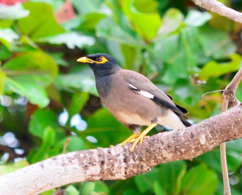 Common myna stock photo. Image of white, starling, animal - 29354906