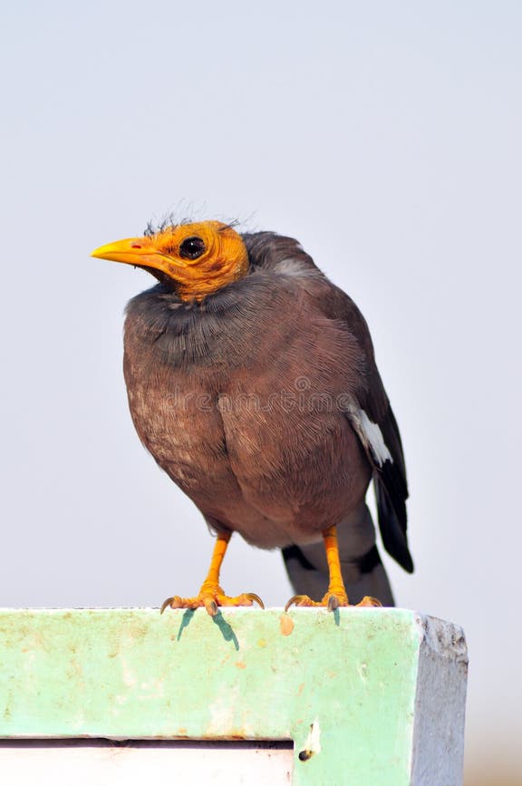 Common myna stock image. Image of shore, bird, colors - 9288595