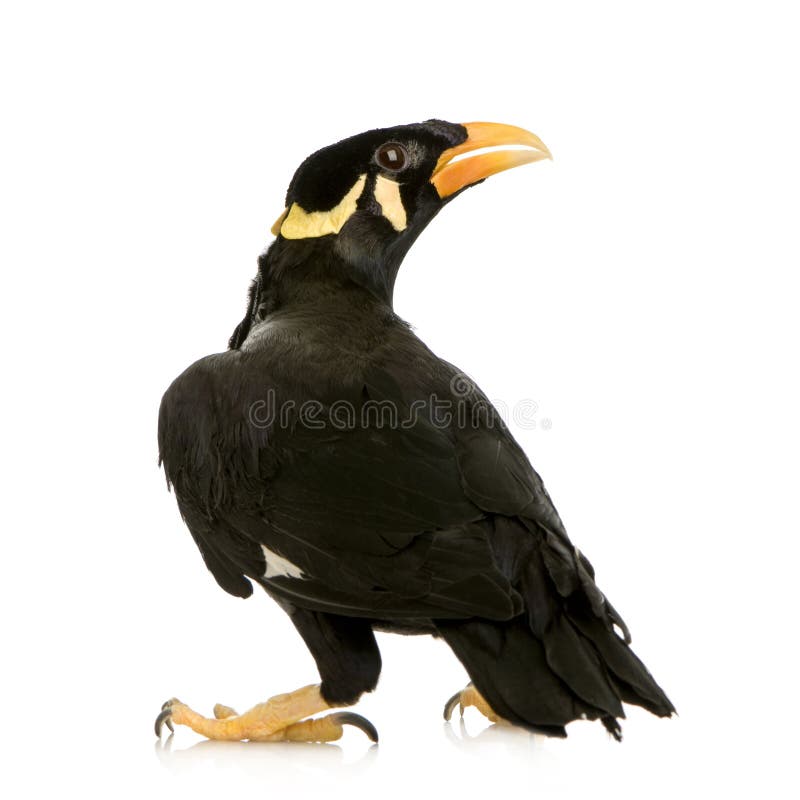 Common myna stock photo. Image of colour, avian, fangs - 15395018