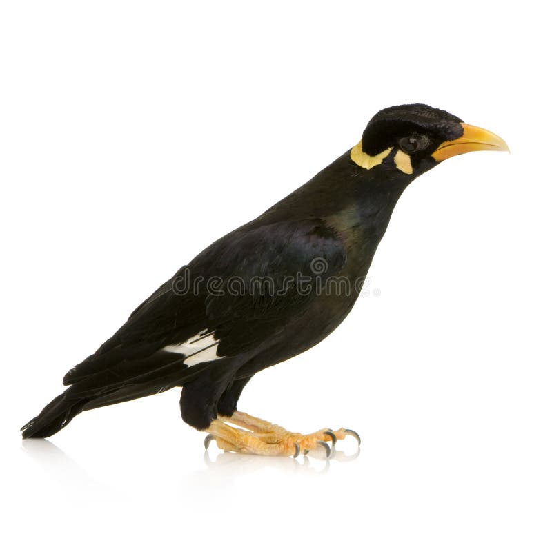Common Myna Bird Couple or Indian Myna (Acridotheres Tristis ...