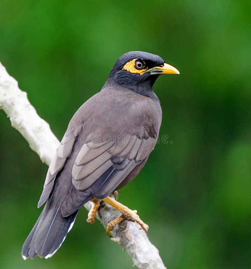 Crested Myna Formal Name: Acridotheres Cristatellus Stock Image - Image ...
