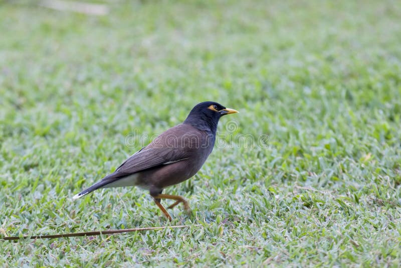 Common Myna, Acridotheres Tristis, Foraging on the Ground Stock Photo ...