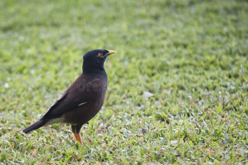 Common Myna, Acridotheres Tristis, on the Ground Stock Image - Image of ...