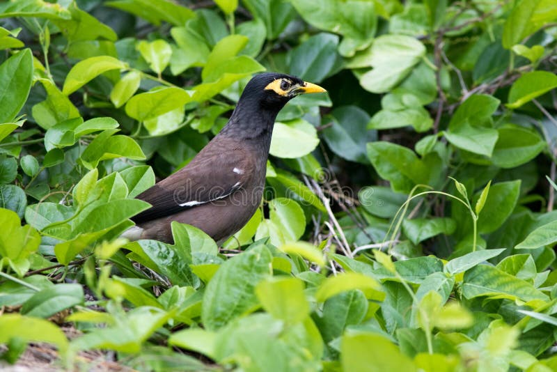 Common Myna stock image. Image of feather, common, animal - 51885501
