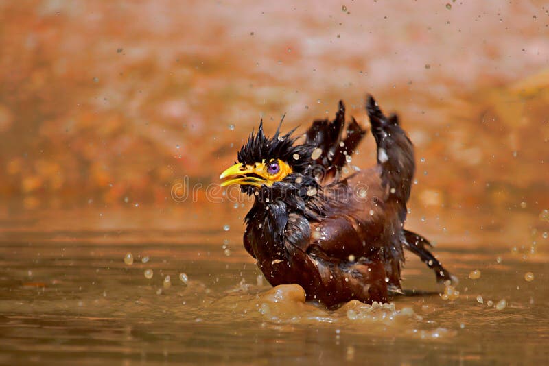 Common Myna Bathing in the Puddle Water Stock Photo - Image of puddle ...
