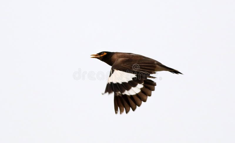 Common myna stock image. Image of feathers, wild, light - 125302347