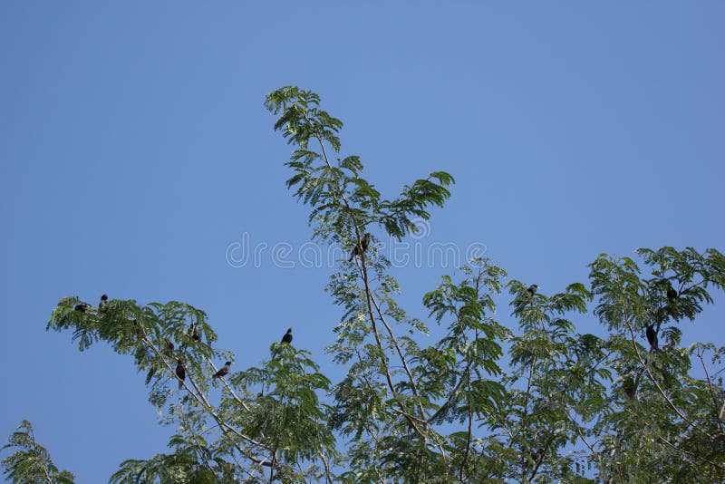 Common Myna Bird on Big Tree Stock Photo - Image of tail, mynah: 104221540