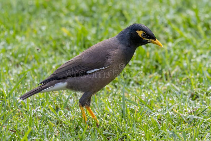 Common Myna bird stock image. Image of feral, bird, introduced - 277144749