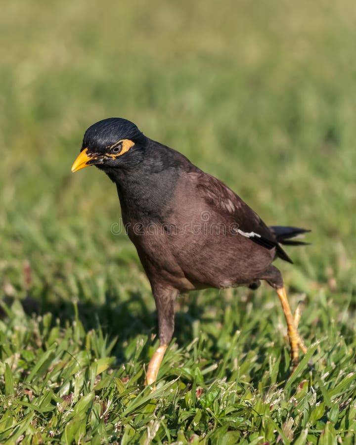 The Common Myna Bird stock image. Image of garden, mice - 92897465