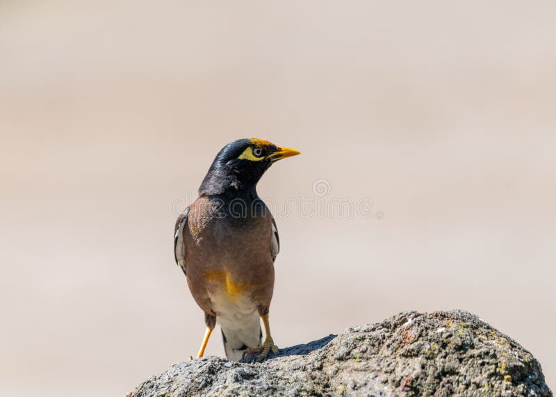 Common Myna Bird Perched on a Rock. Stock Image - Image of feathers ...