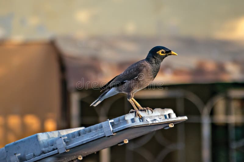 Common Myna Bird Sitting on a Street Light on Road Stock Photo - Image ...