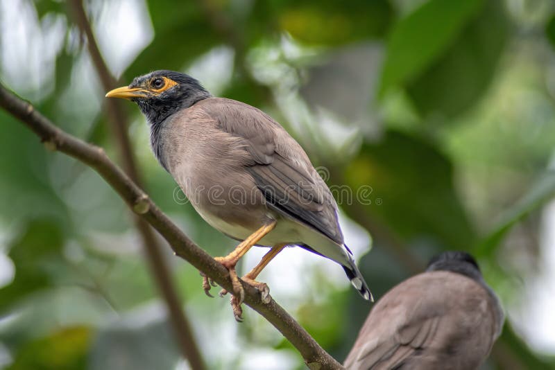 Common Myna stock photo. Image of invasive, black, indian - 231373674