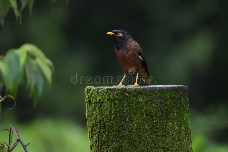 Common myna stock image. Image of wildlife, wing, yellow - 282181223
