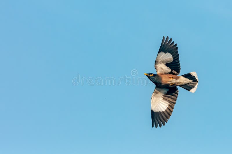 Common myna stock photo. Image of wings, wild, common - 170791792