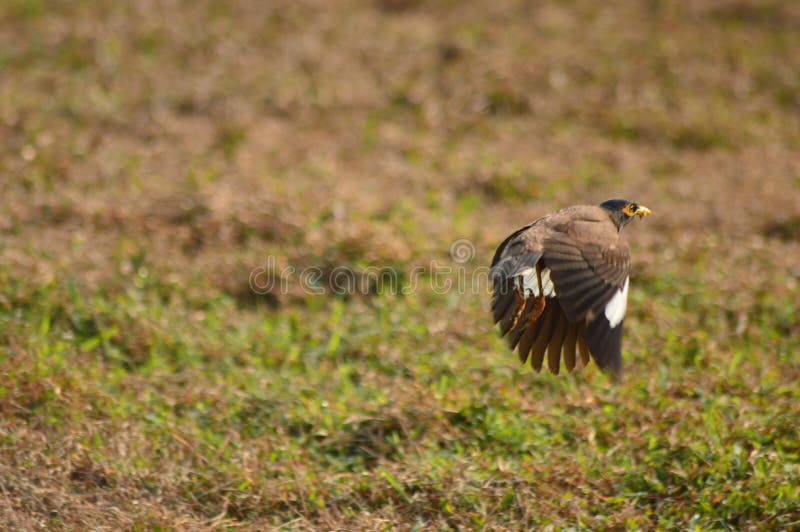 Common myna on flight stock image. Image of flight, animal - 180748167