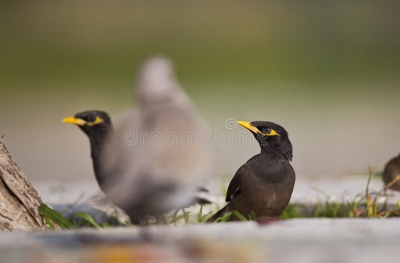 Common Myna on Grass (Acridotheres Tristis) Stock Image - Image of ...