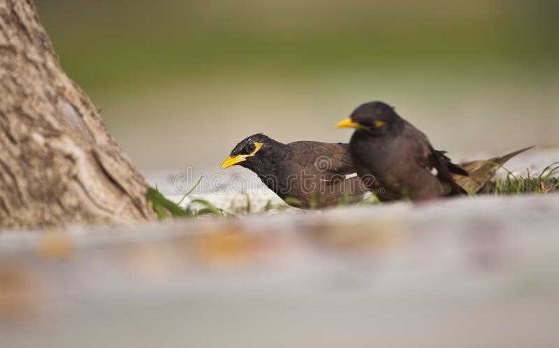 Common Myna on Grass (Acridotheres Tristis) Stock Photo - Image of ...