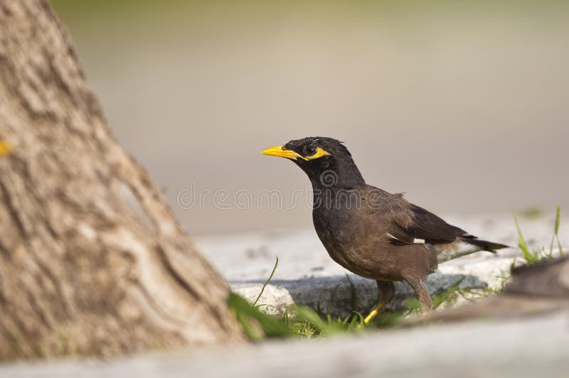 Common Myna on Grass (Acridotheres Tristis) Stock Image - Image of ...