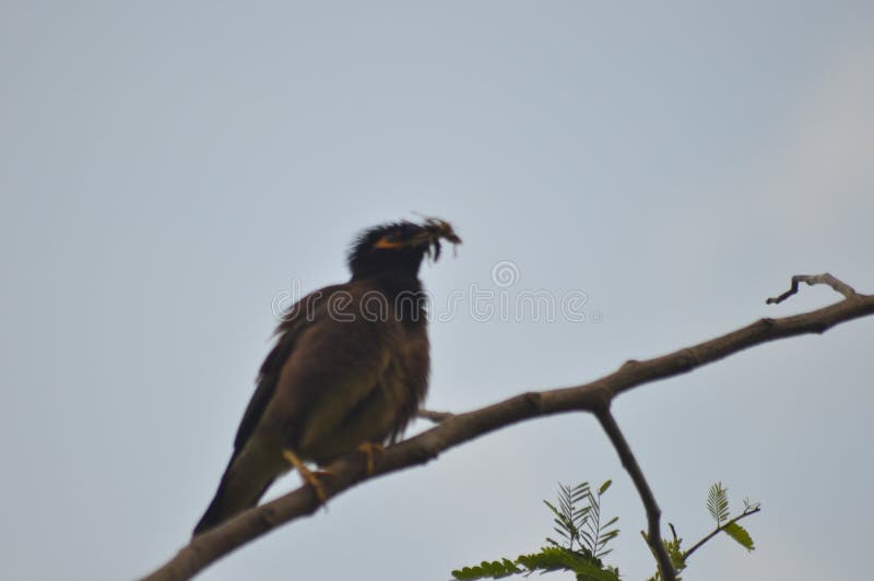 Common myna on hunting stock image. Image of hunting - 184828077
