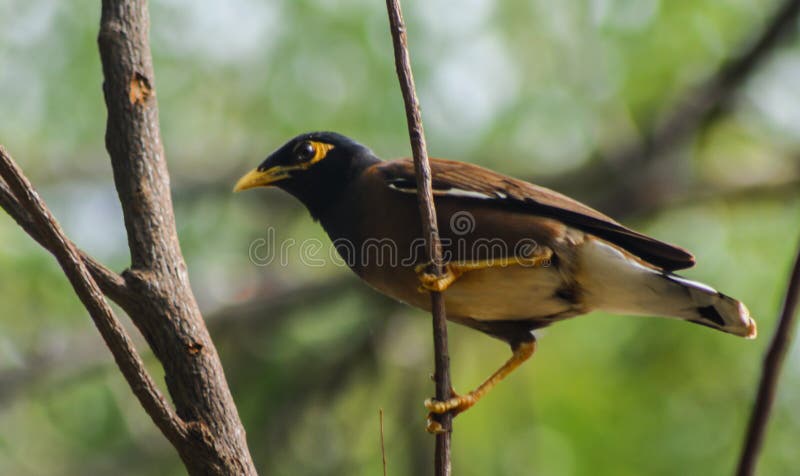 Myna stock photo. Image of green, sparrow, indian, common - 206910018