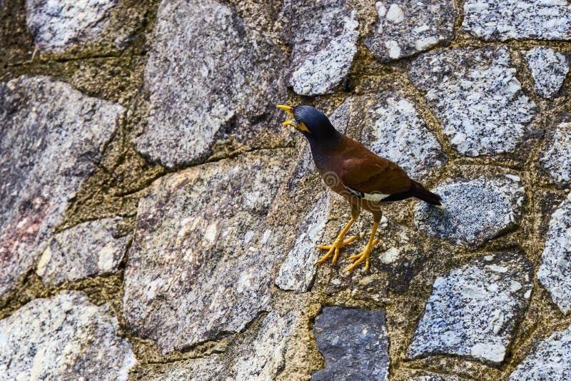 Common myna, near a water stock photo. Image of ornithology - 284563518