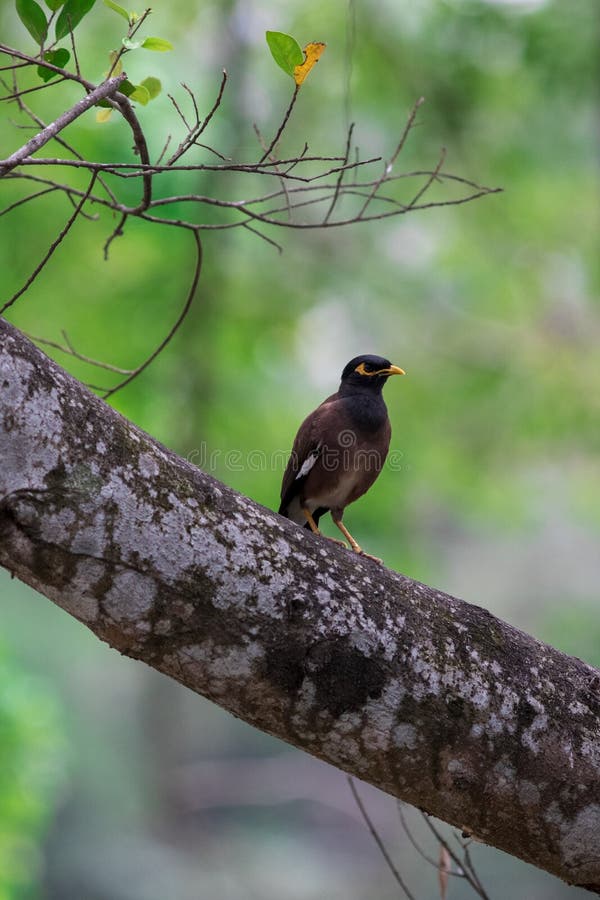 Common Myna stock photo. Image of environment, asia - 224443124