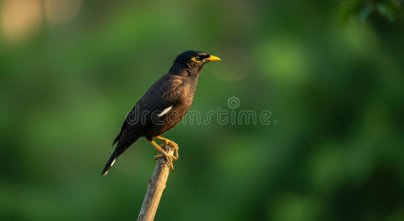 Common Myna Perched on Branch Against Blurred Green Background in ...