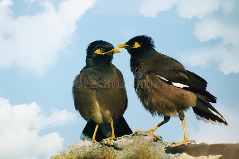 Two Common Mynas Perched on Top of Rock, Bird, Nature, Animal Stock ...