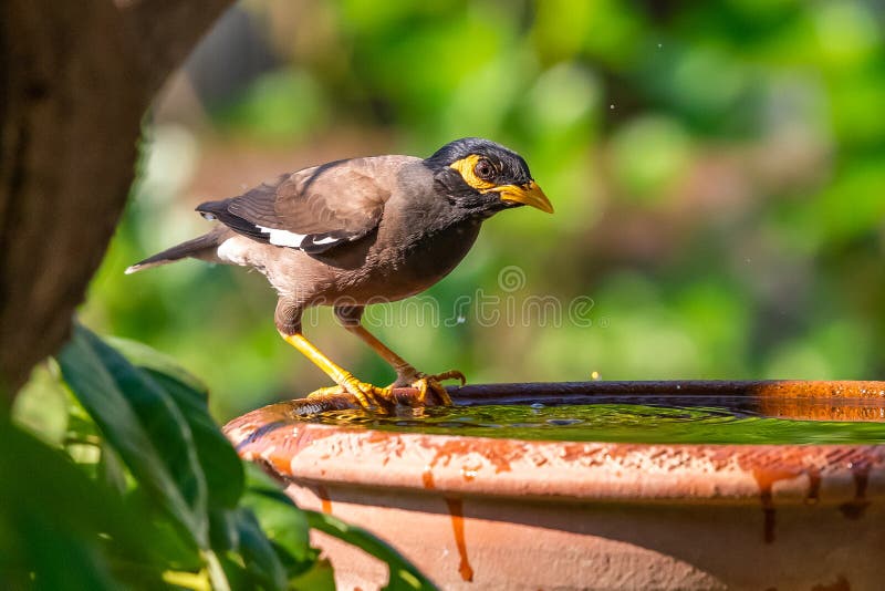 A Common Myna Spitting Out Water while Perching on a Bowl Stock Image ...