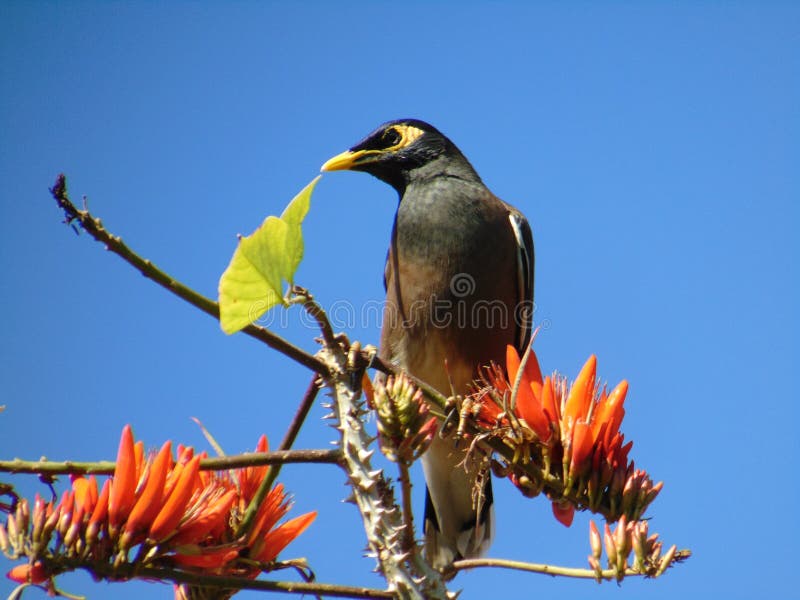Common myna, photo stock photo. Image of animal, myna - 274542160