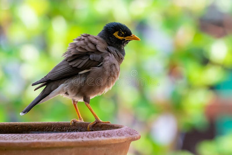 A Common Myna Puffing Up Its Plumage while Perching on a Bowl Stock ...