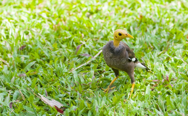 Common Myna Shaved Head Stock Photos - Free & Royalty-Free Stock Photos ...