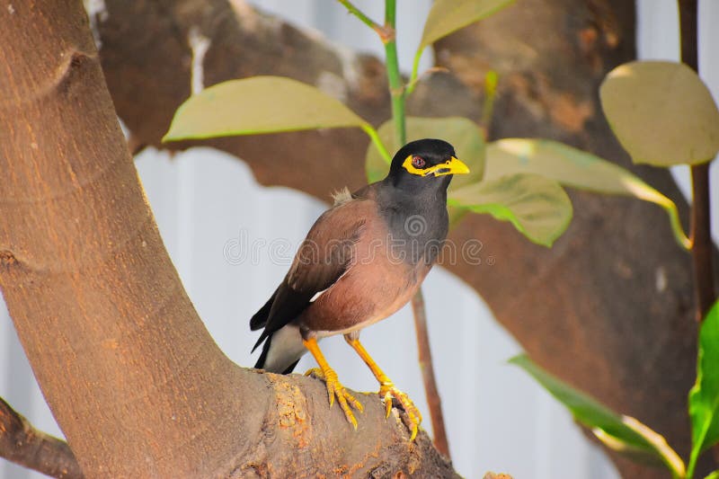 A Common Myna Sitting Atop a Tree Branch Stock Photo - Image of closeup ...
