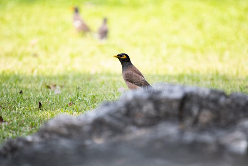 102 Baby Myna Bird Stock Photos - Free & Royalty-Free Stock Photos from ...