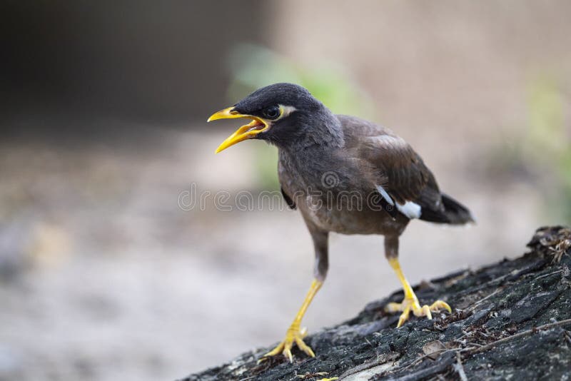 102 Baby Myna Bird Stock Photos - Free & Royalty-Free Stock Photos from ...