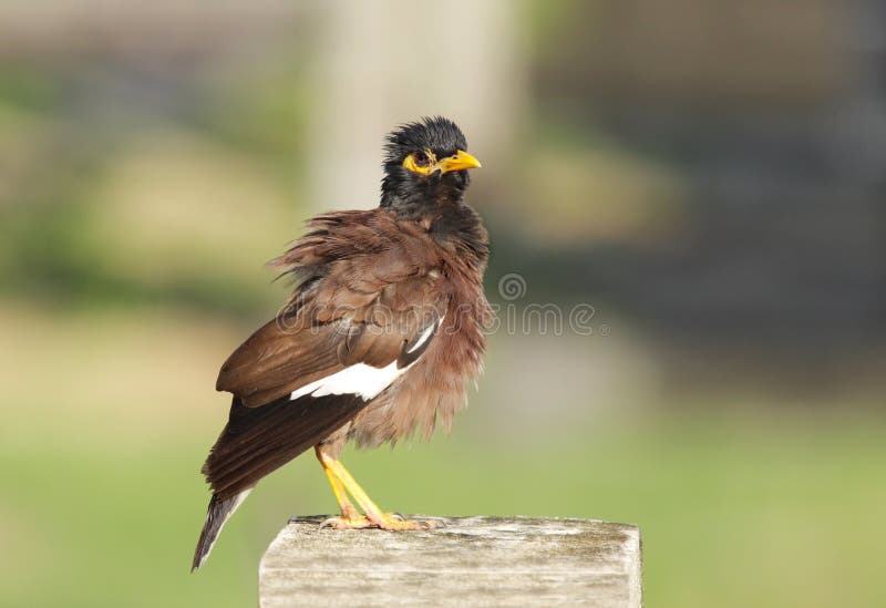 A Common Myna Swelling Its Feather Stock Photo - Image of myna, aves ...